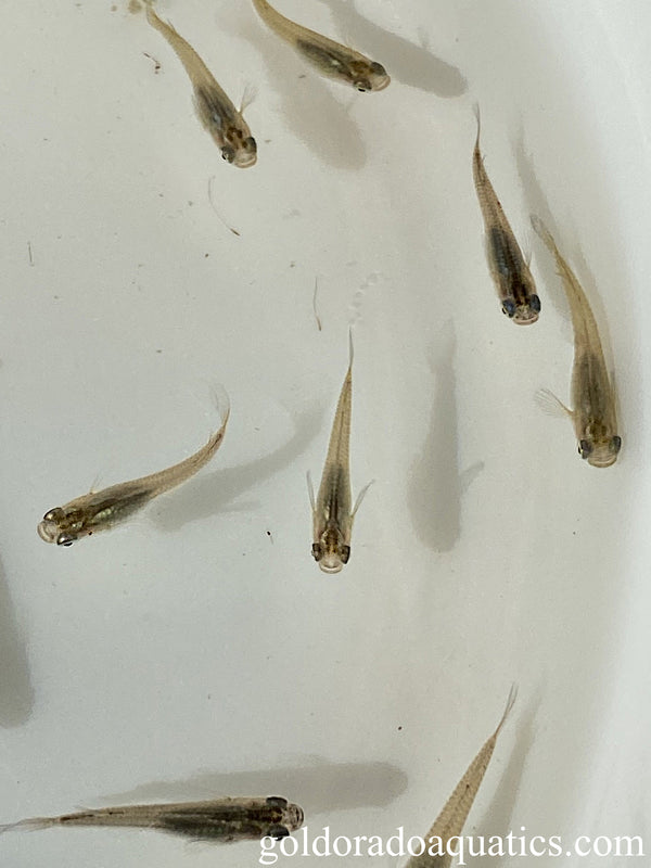 Live Fish for Sale | Japanese Rice Fish (Oryzias latipes) – Goldorado ...