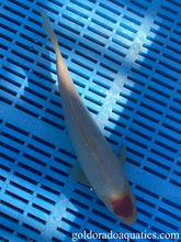 All Livestock (Live Fish) for Sale – Goldorado Aquatics