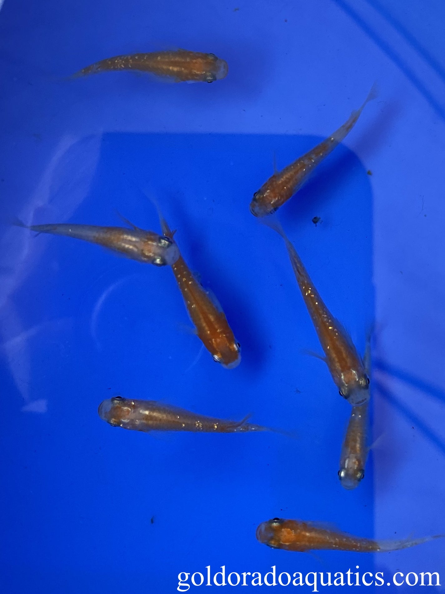 Diamond / Lame Kohaku Japanese Rice Fish - 6 Pack + Bonus - Medaka ...