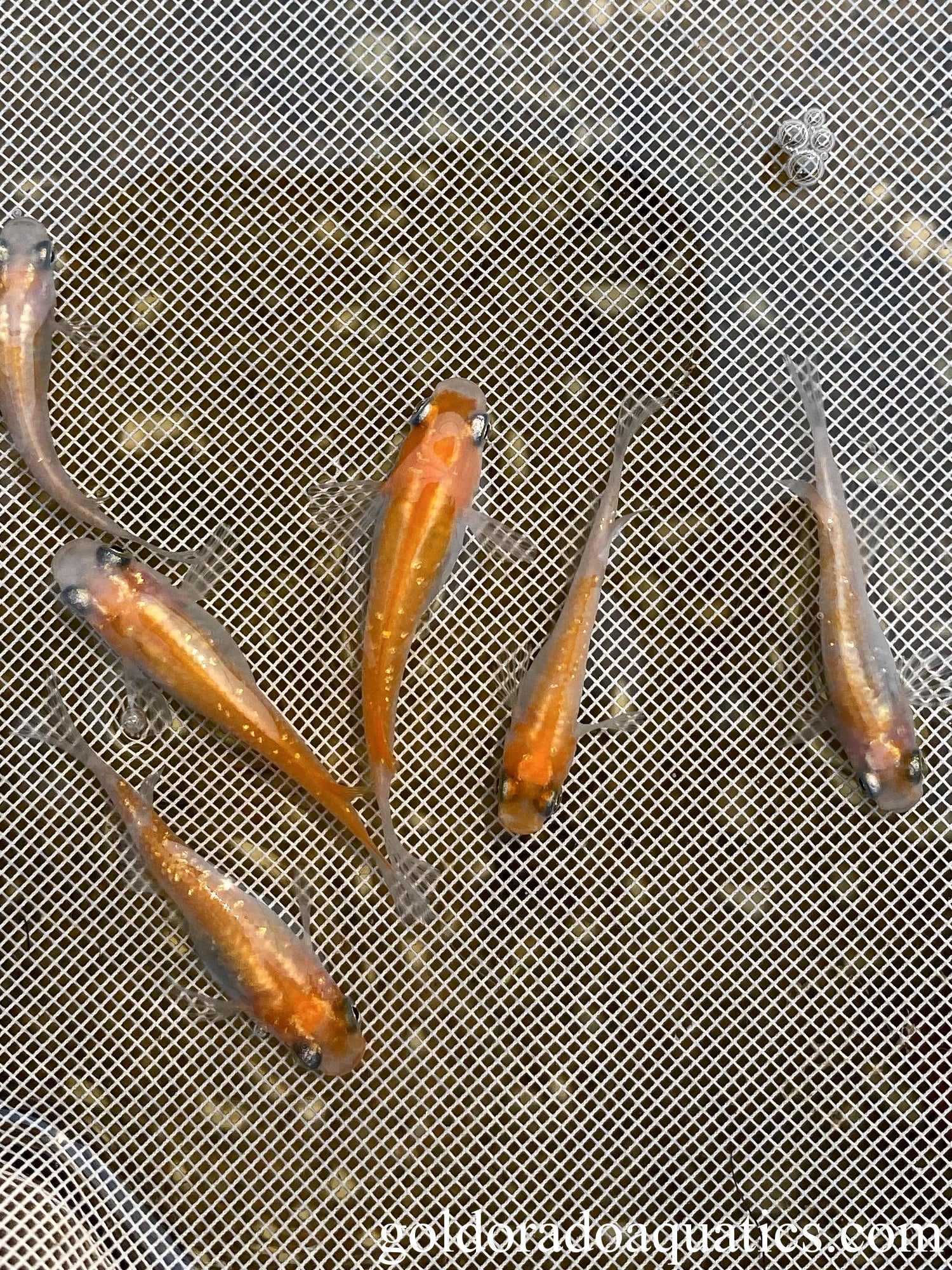 Diamond / Lame Kohaku Japanese Rice Fish - 6 Pack + Bonus - Medaka ...